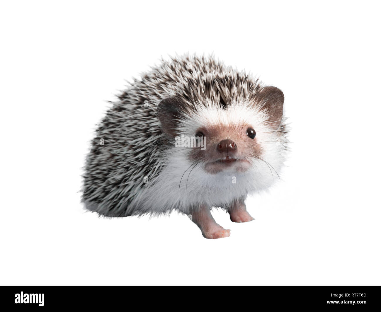 Gray african pygmy hedgehog isolated on white background Stock Photo ...