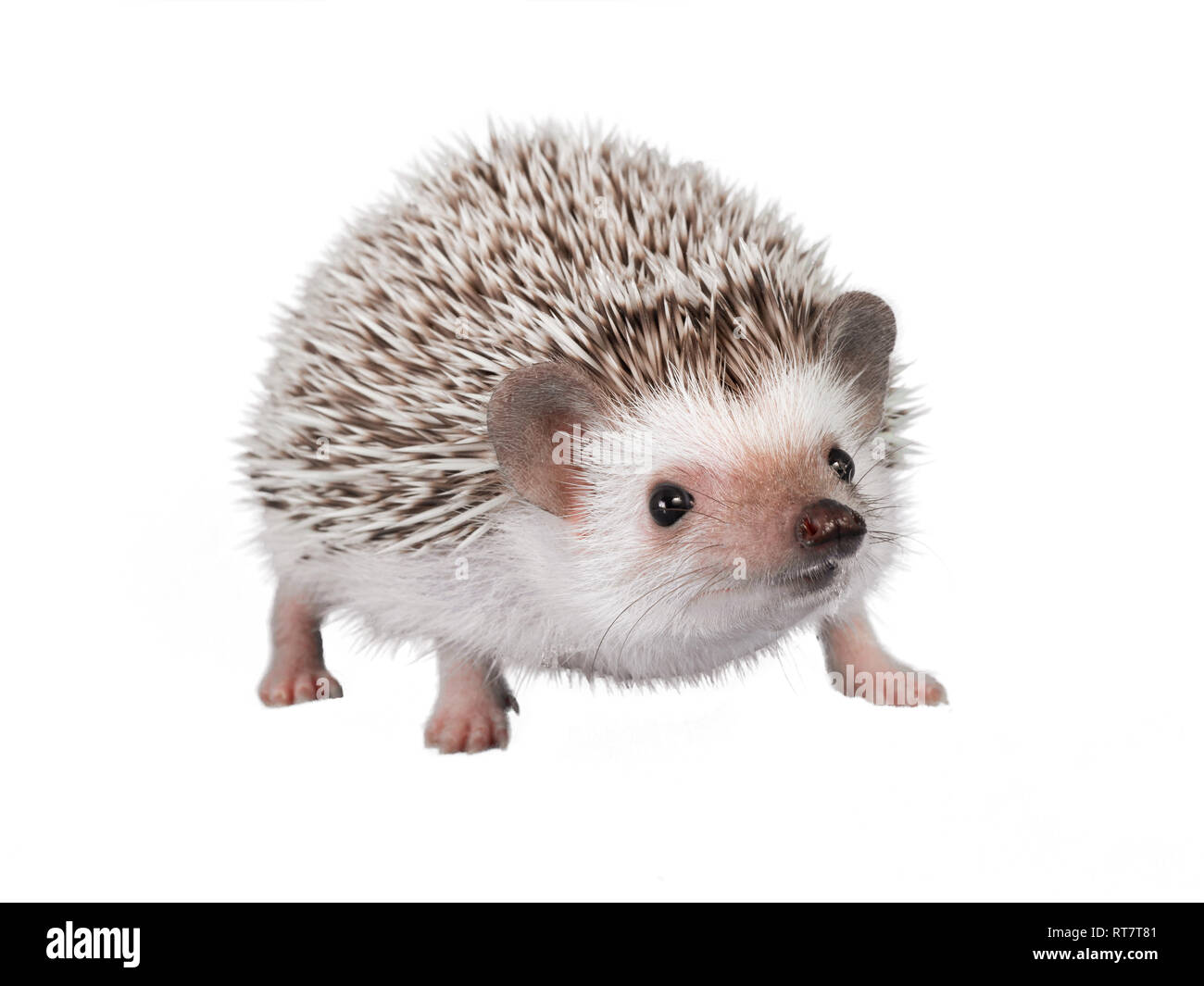 Gray african pygmy hedgehog isolated on white background Stock Photo ...