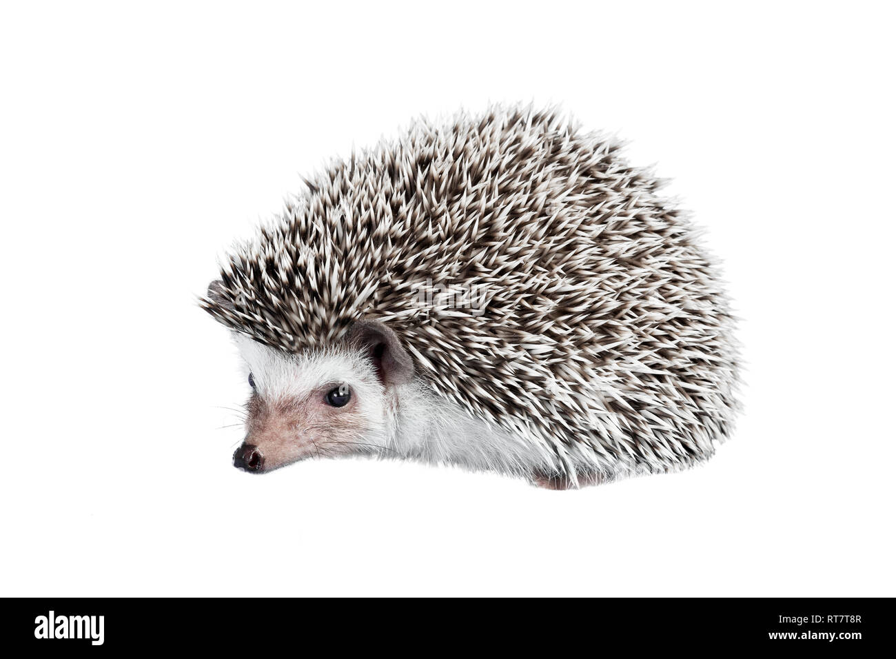 Gray african pygmy hedgehog isolated on white background Stock Photo ...
