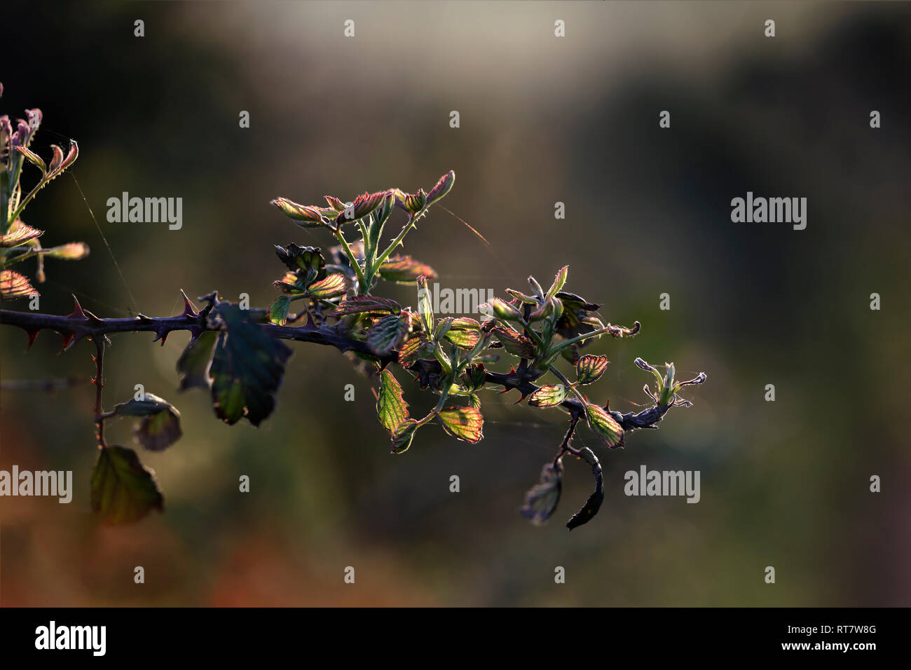 Bramble nature hi-res stock photography and images - Alamy