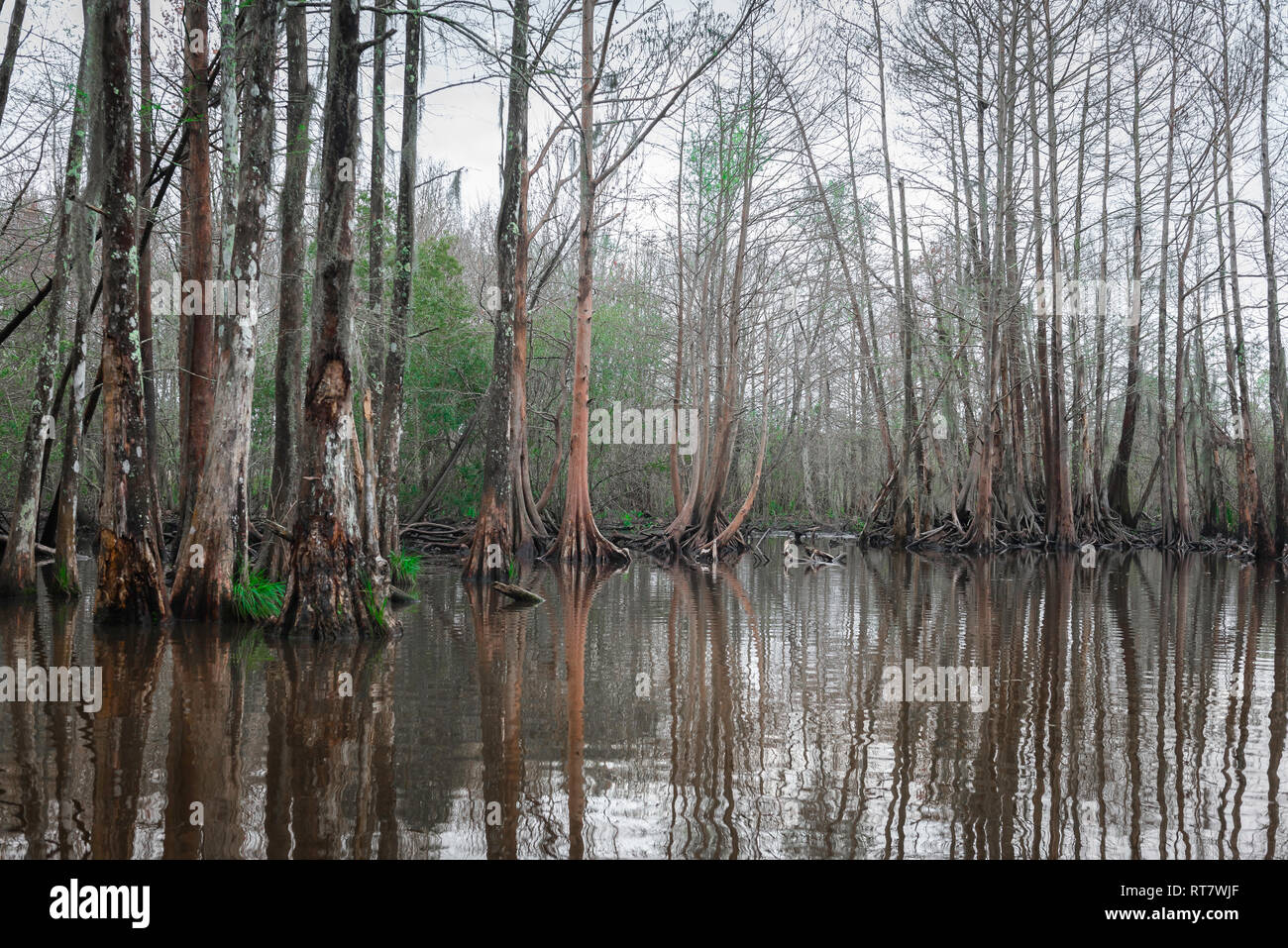 Louisiana bayou people hi-res stock photography and images - Alamy