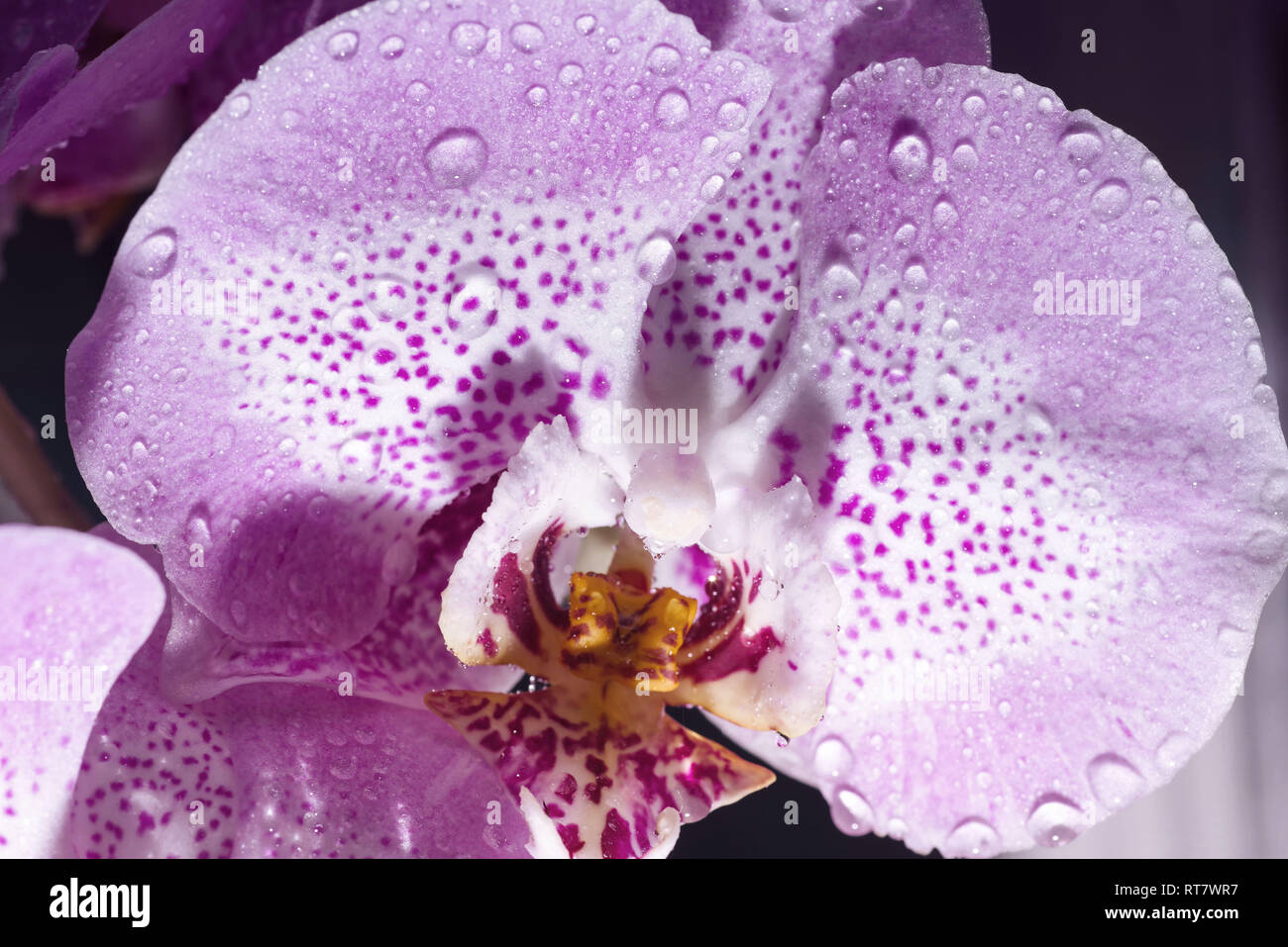 Orchid close up.Colorful macro image of an orchid, the tropical flower ...