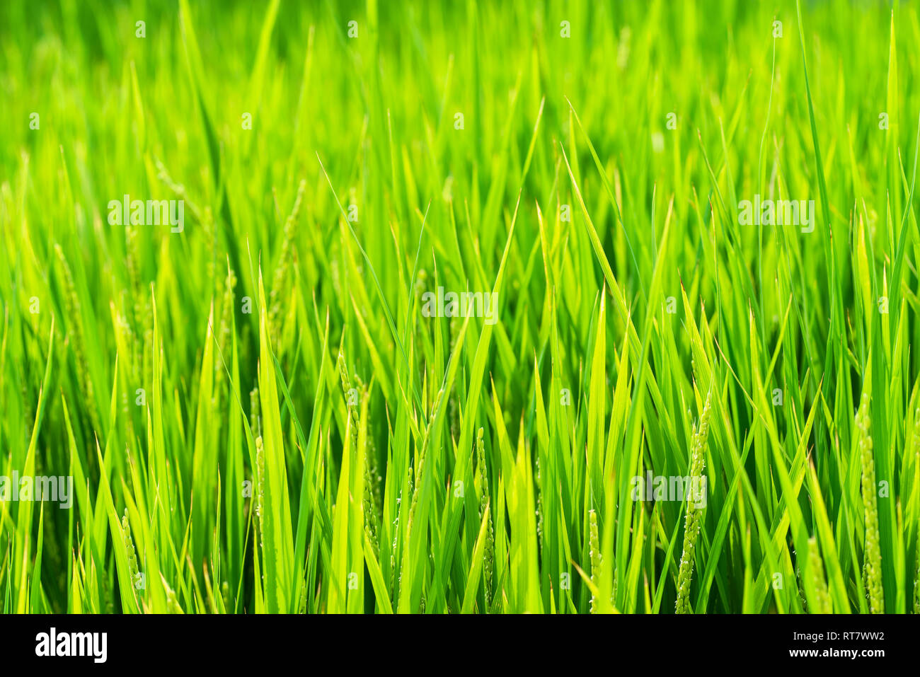 Lush green stalks rice hi-res stock photography and images - Alamy