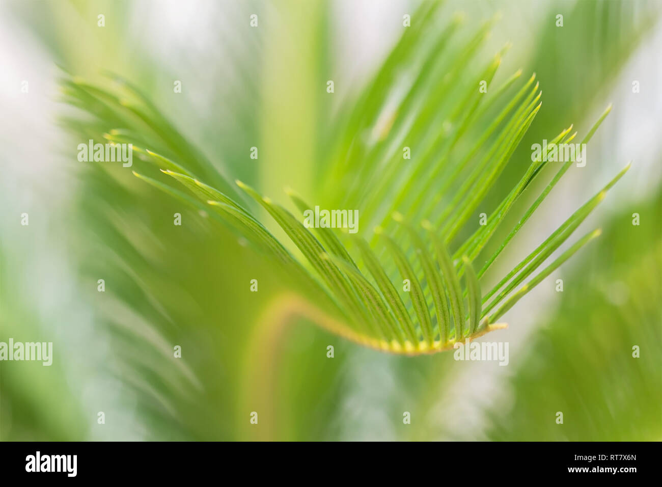 Palm leaf pattern hi-res stock photography and images - Alamy