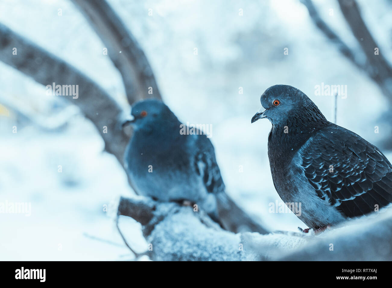 Hunched pigeons hi-res stock photography and images - Alamy