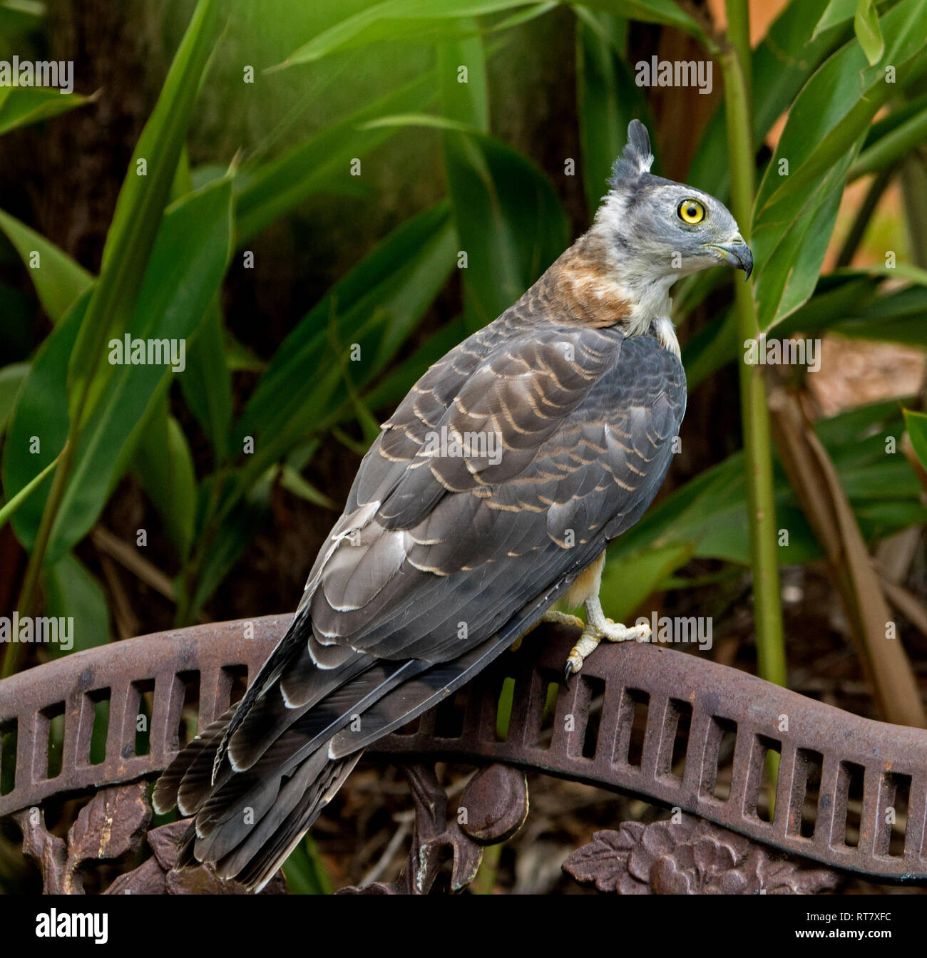 Pacific Baza / Crested Hawk, Aviceda subcristata, Australian raptor in ...