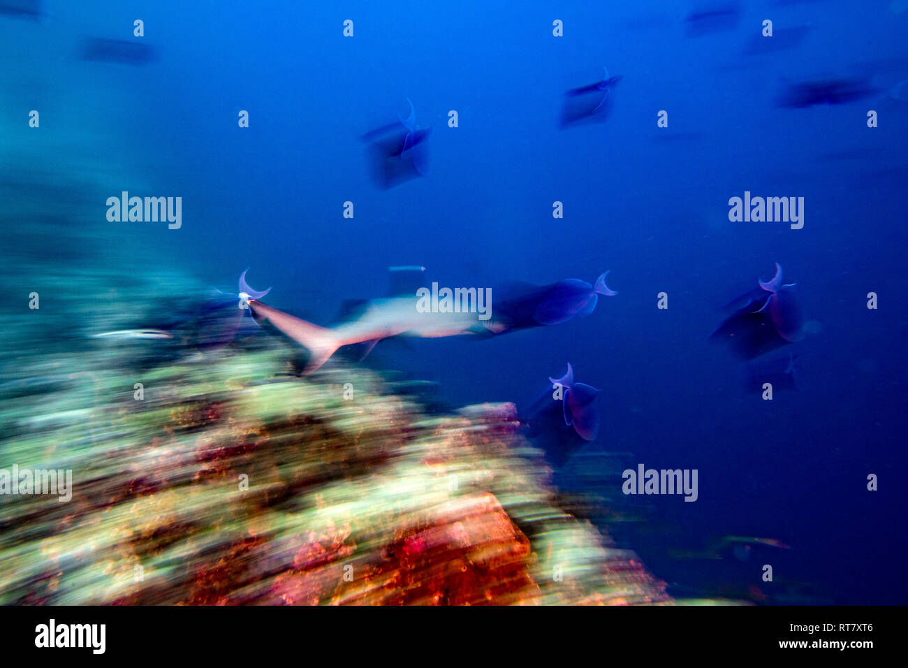 shark twist effect Oceanic colorful red grouper on the reef background ...
