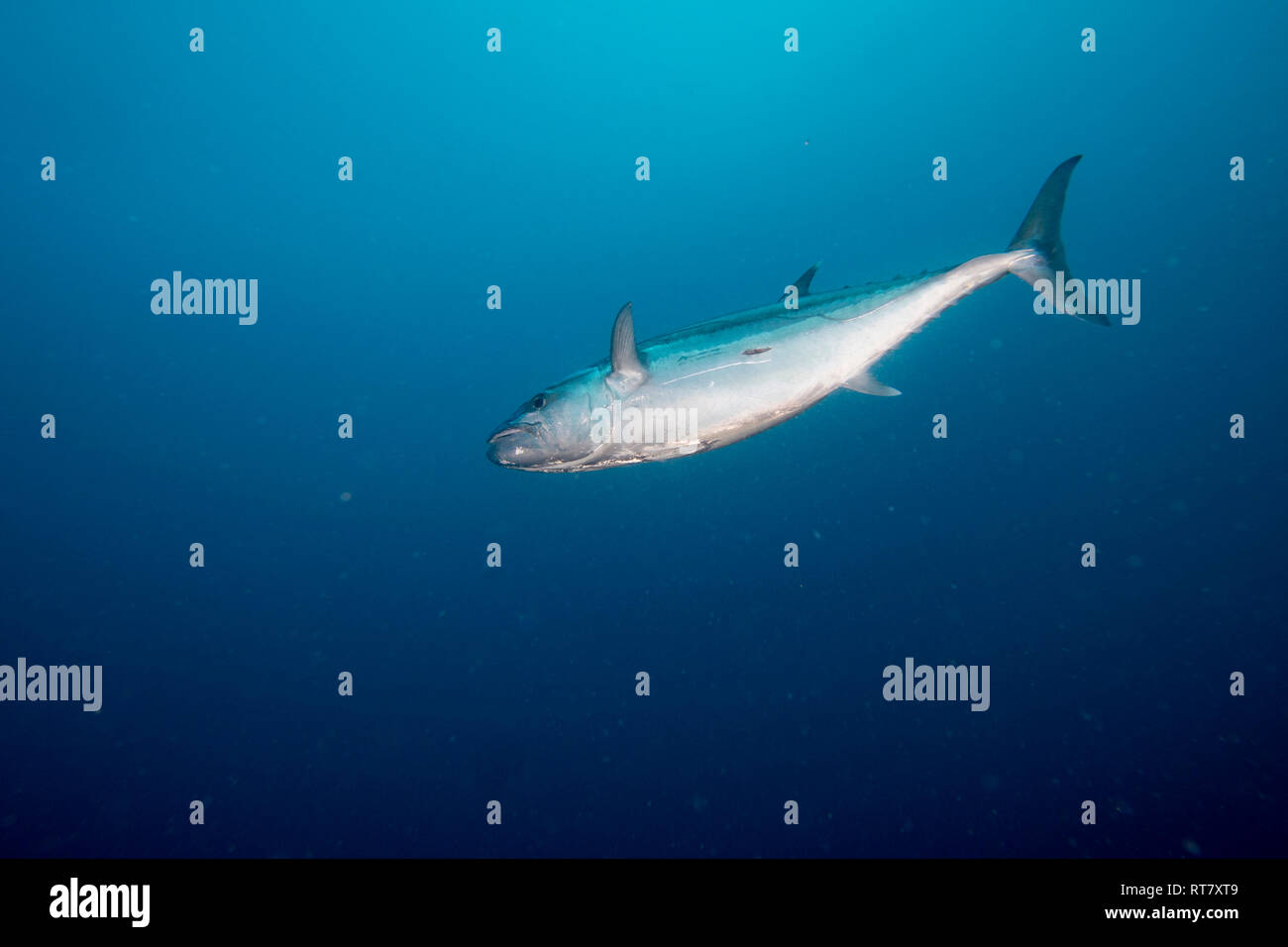 Bluefin tuna underwater hi-res stock photography and images - Alamy