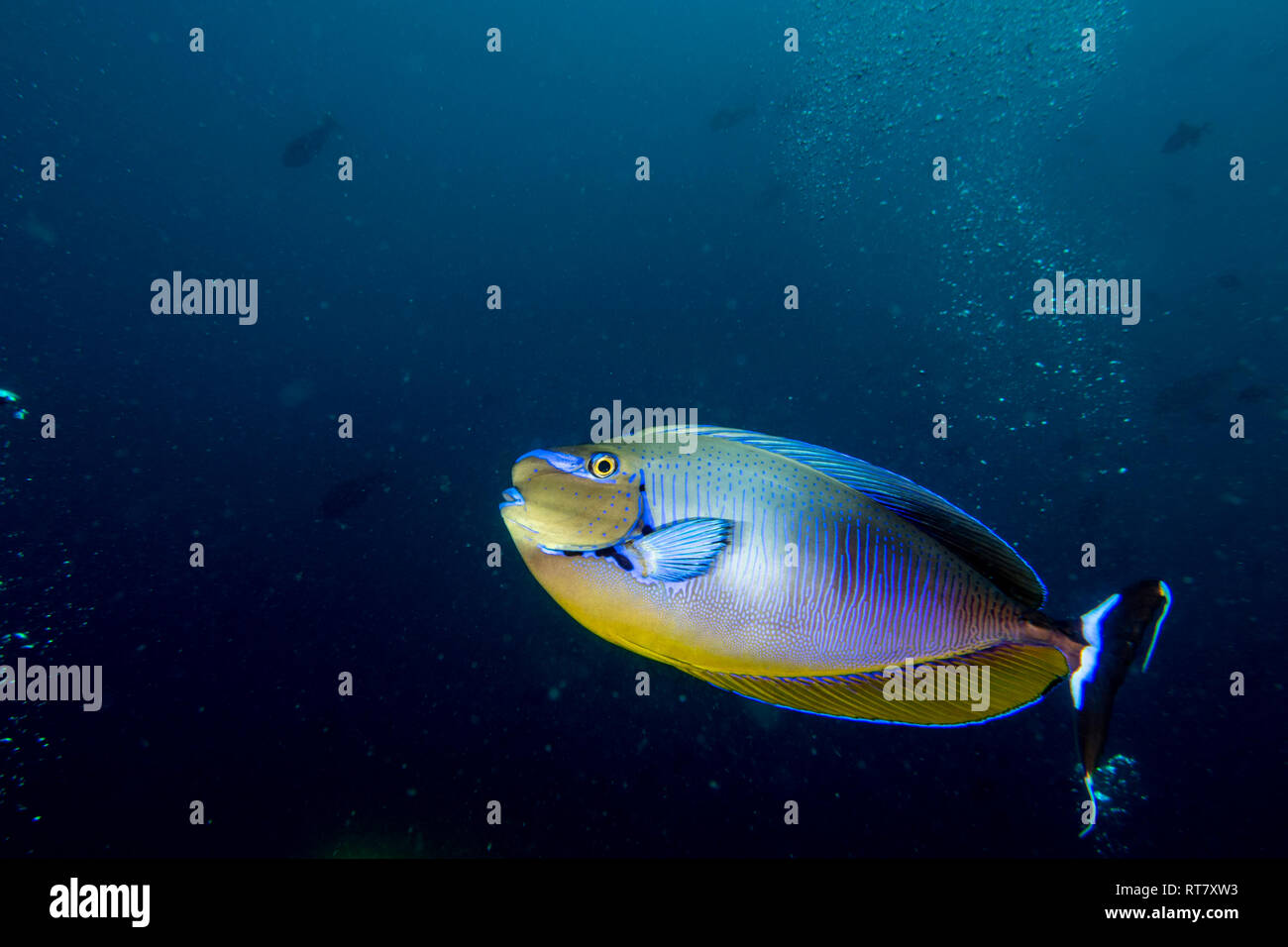 surgeon fish in the blue while diving in maldives Stock Photo - Alamy