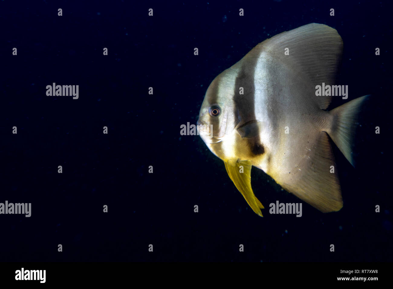 Bat ray underwater hi-res stock photography and images - Alamy