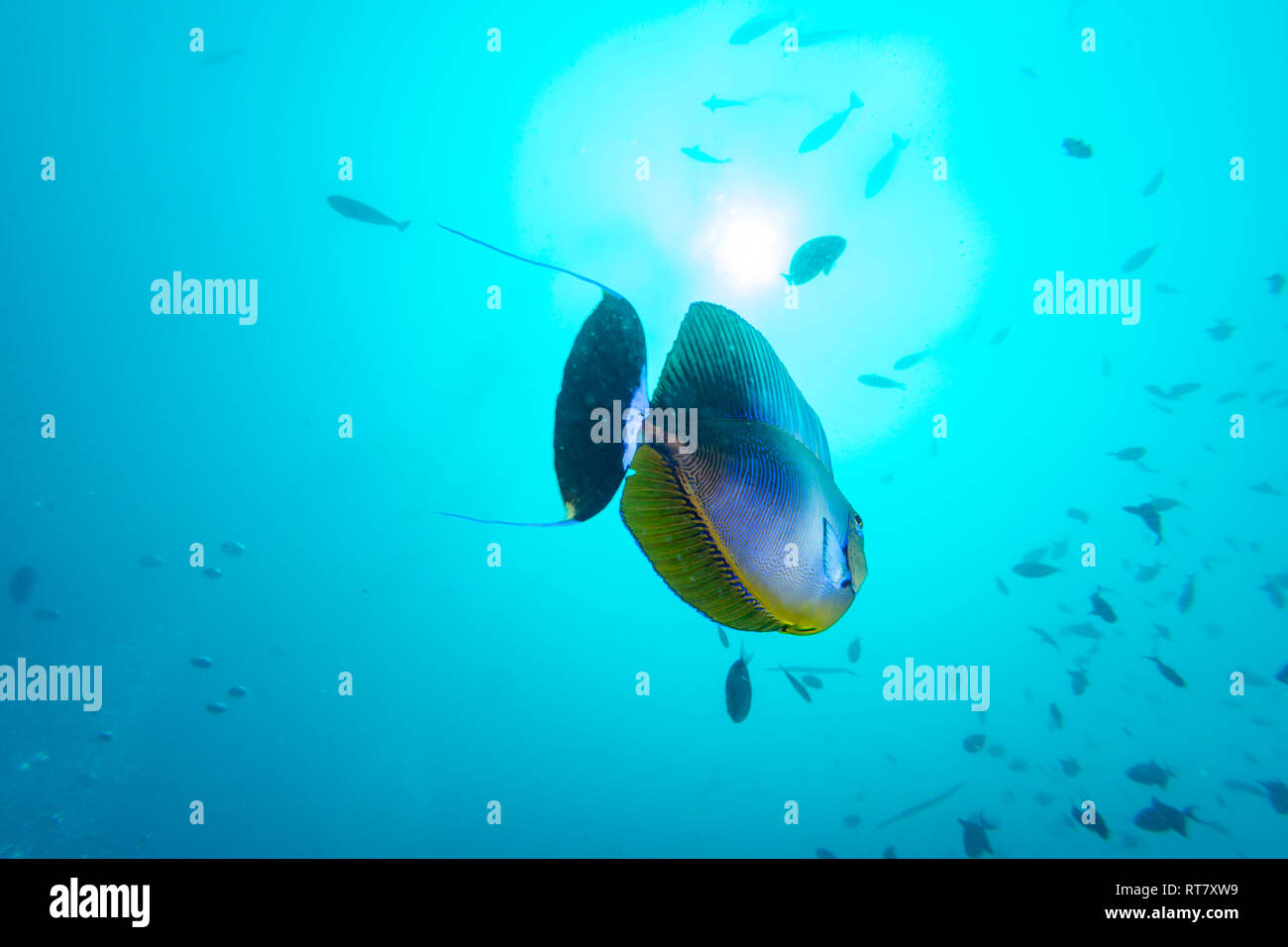 surgeon fish in the blue while diving in maldives Stock Photo - Alamy