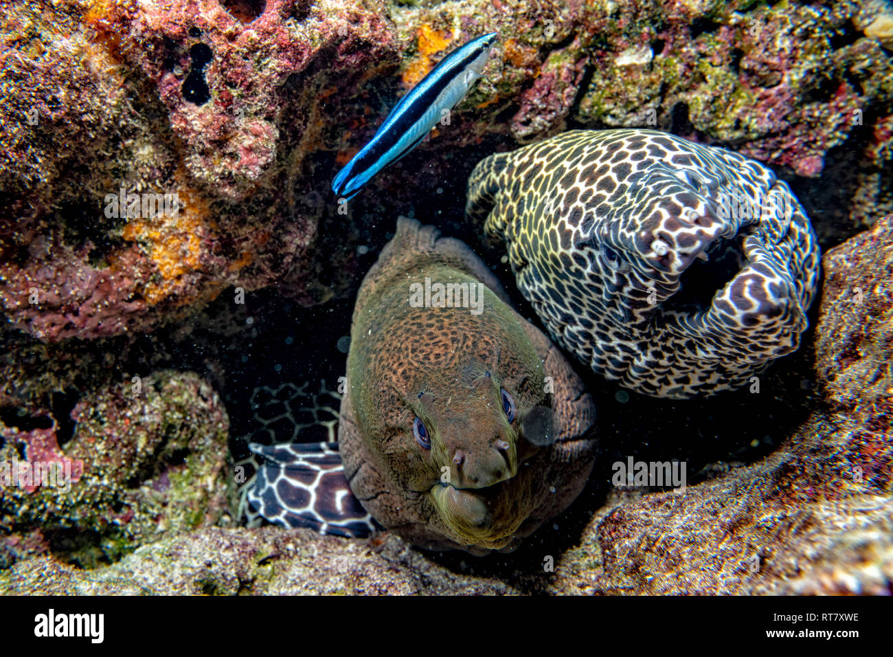 leopard eel mooray portrait while hiding on its reef nest Stock Photo ...