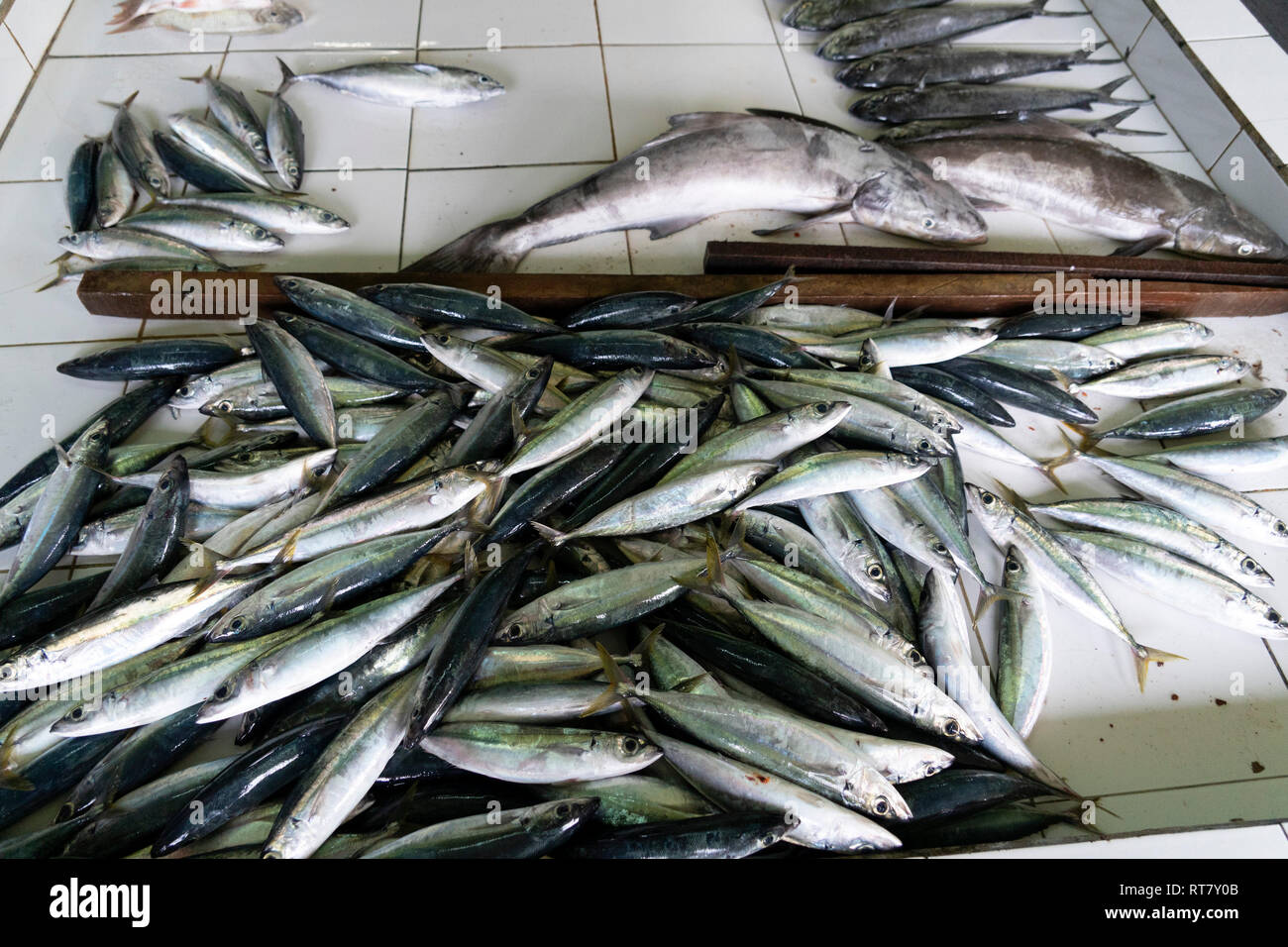 Male Maldives People buying at island capital fish market Stock Photo ...