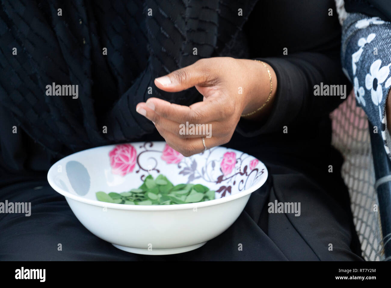 Woman hand cutting herbs like tea Betel preparation Stock Photo - Alamy