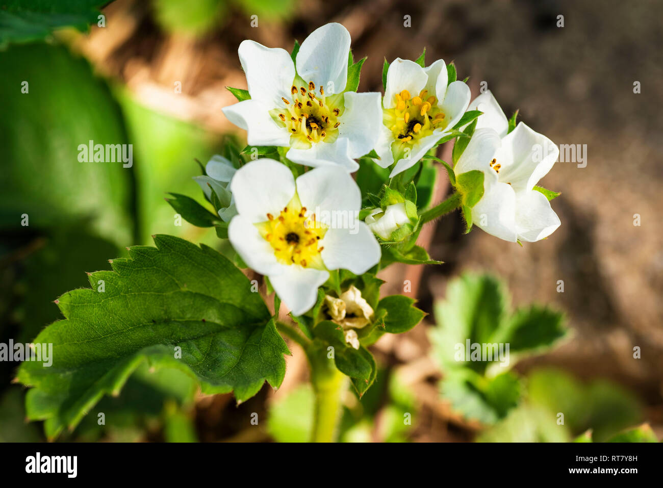 Flowering strawberries.Landscape of strawberry garden with sunrise ...