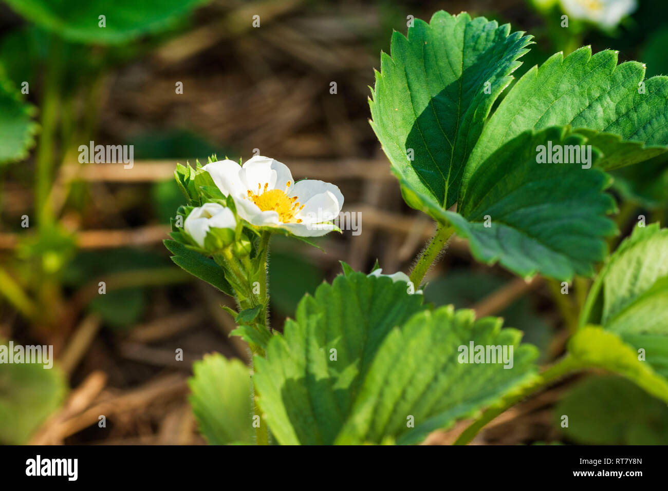 Flowering strawberries.Landscape of strawberry garden with sunrise ...