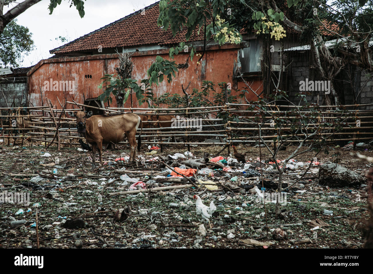 Polluted animals hi-res stock photography and images - Alamy