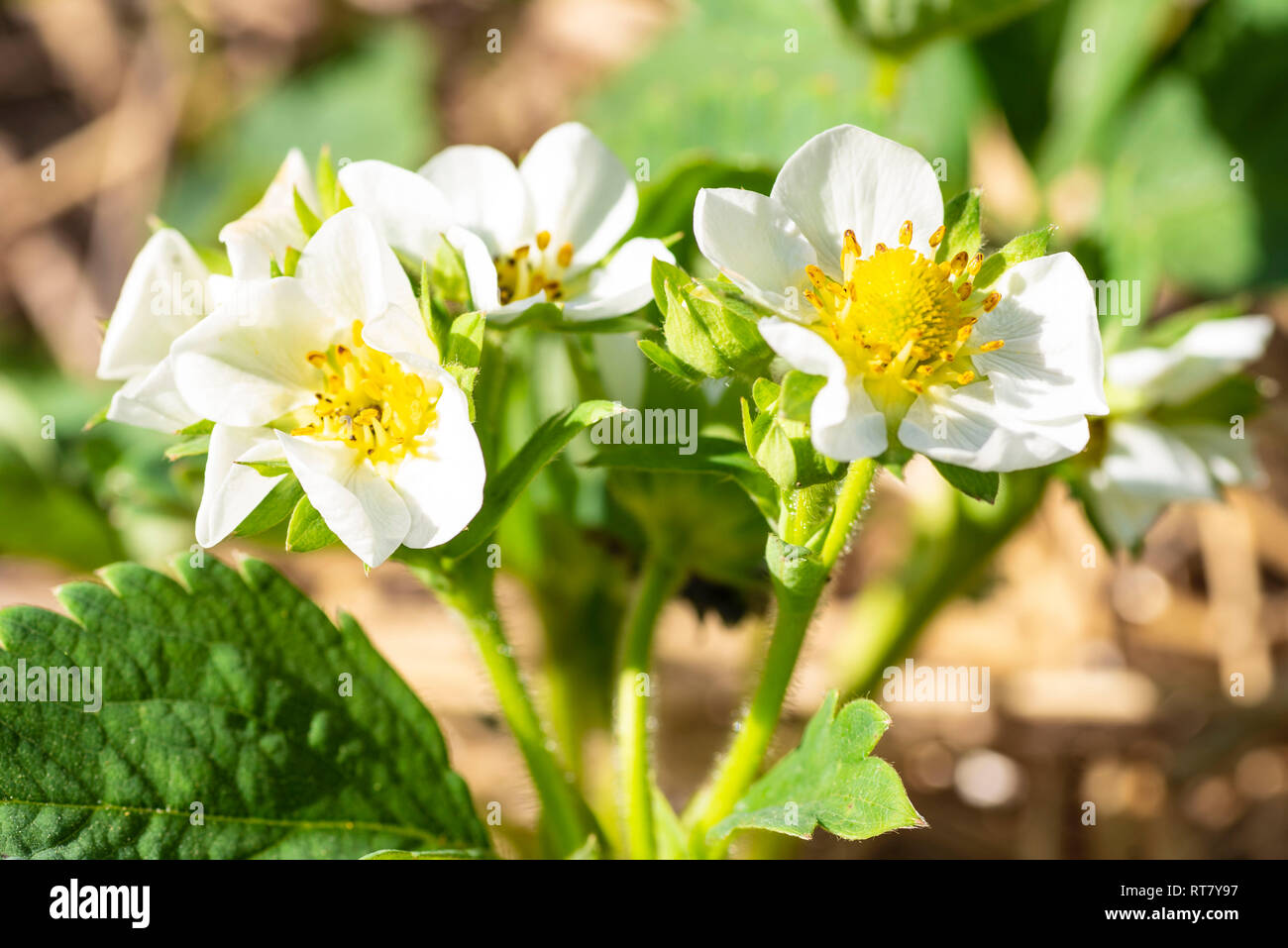 Flowering strawberries.Landscape of strawberry garden with sunrise ...