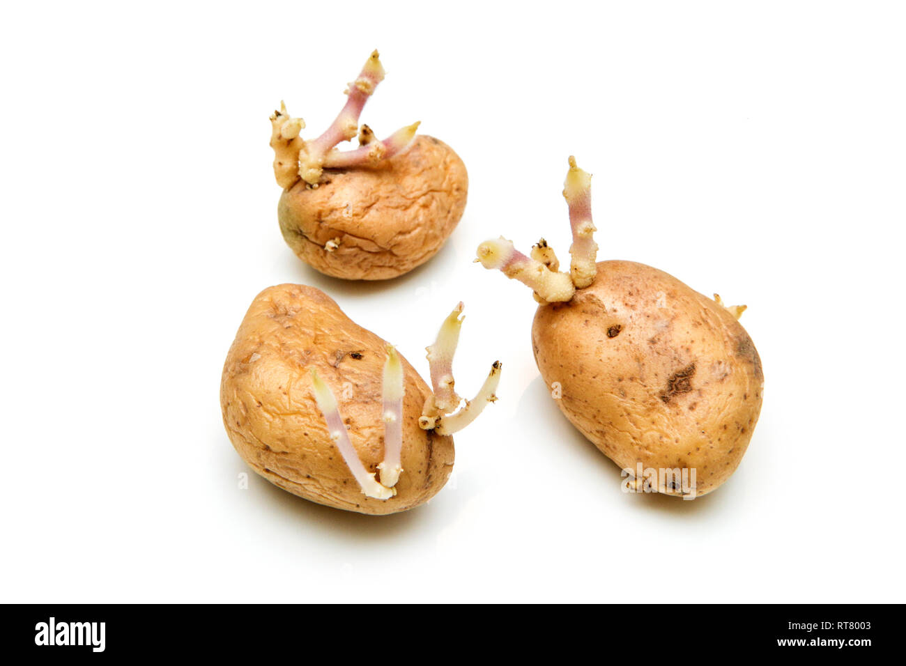 A picture of three germinating potatoes with scions Stock Photo - Alamy