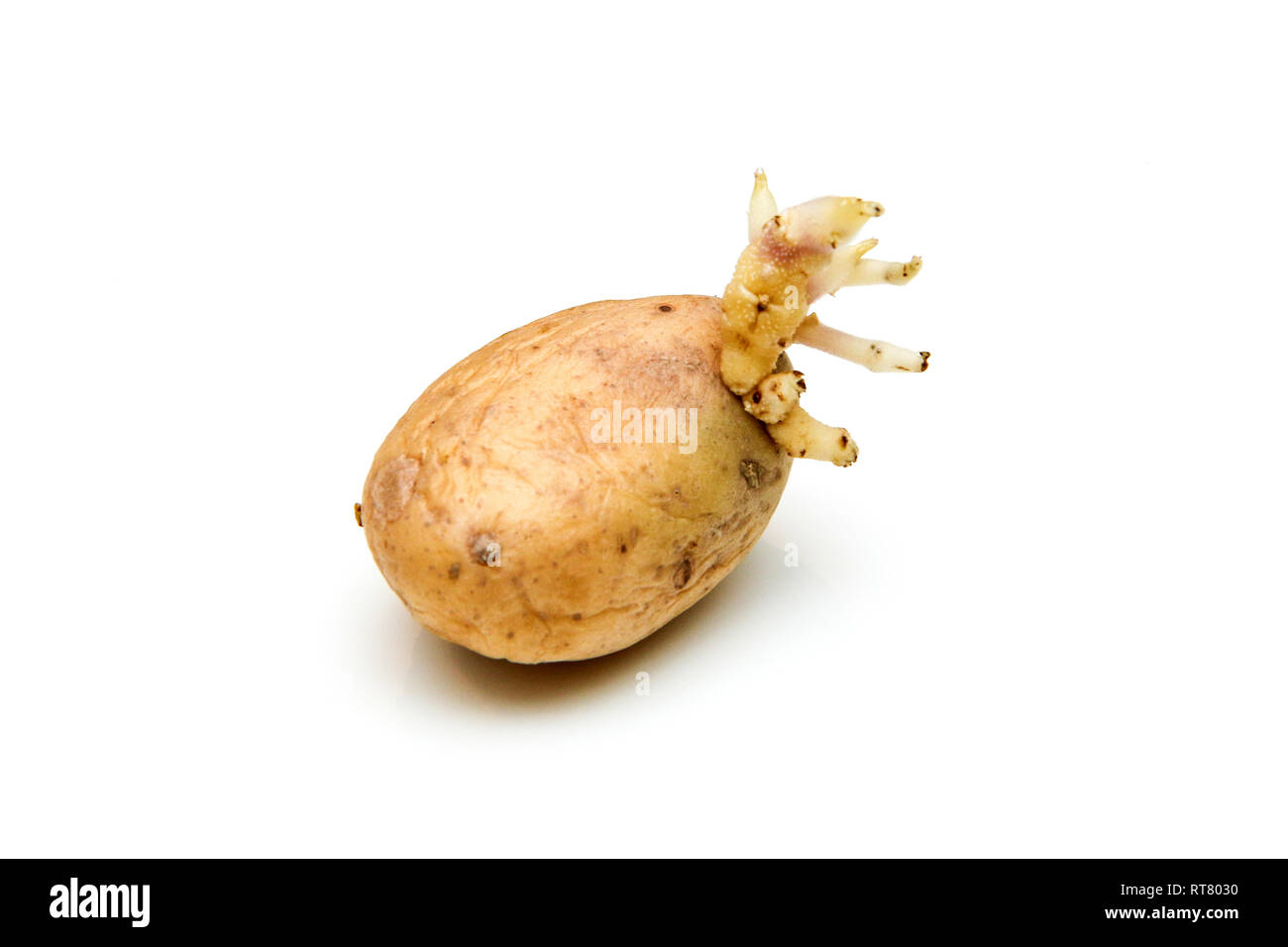 A picture of a single germinating potato with scions Stock Photo - Alamy