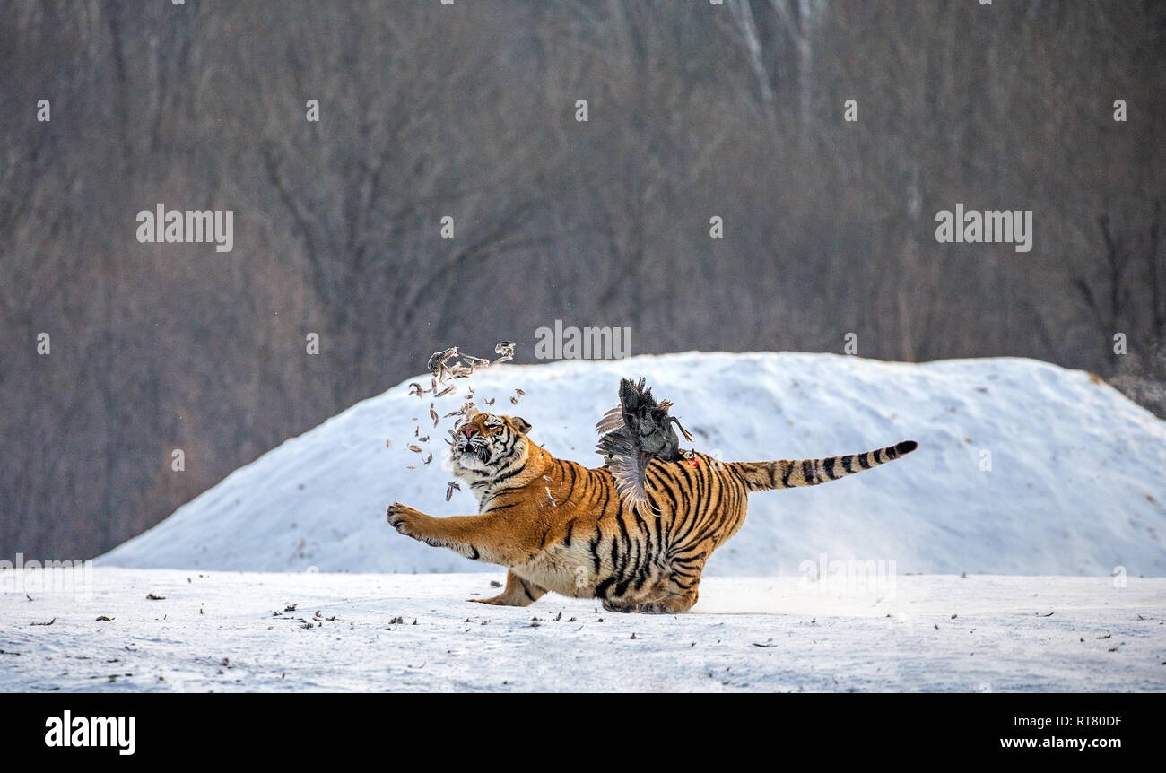 Siberian tiger in a jump catches its prey. Very dynamic shot. China ...