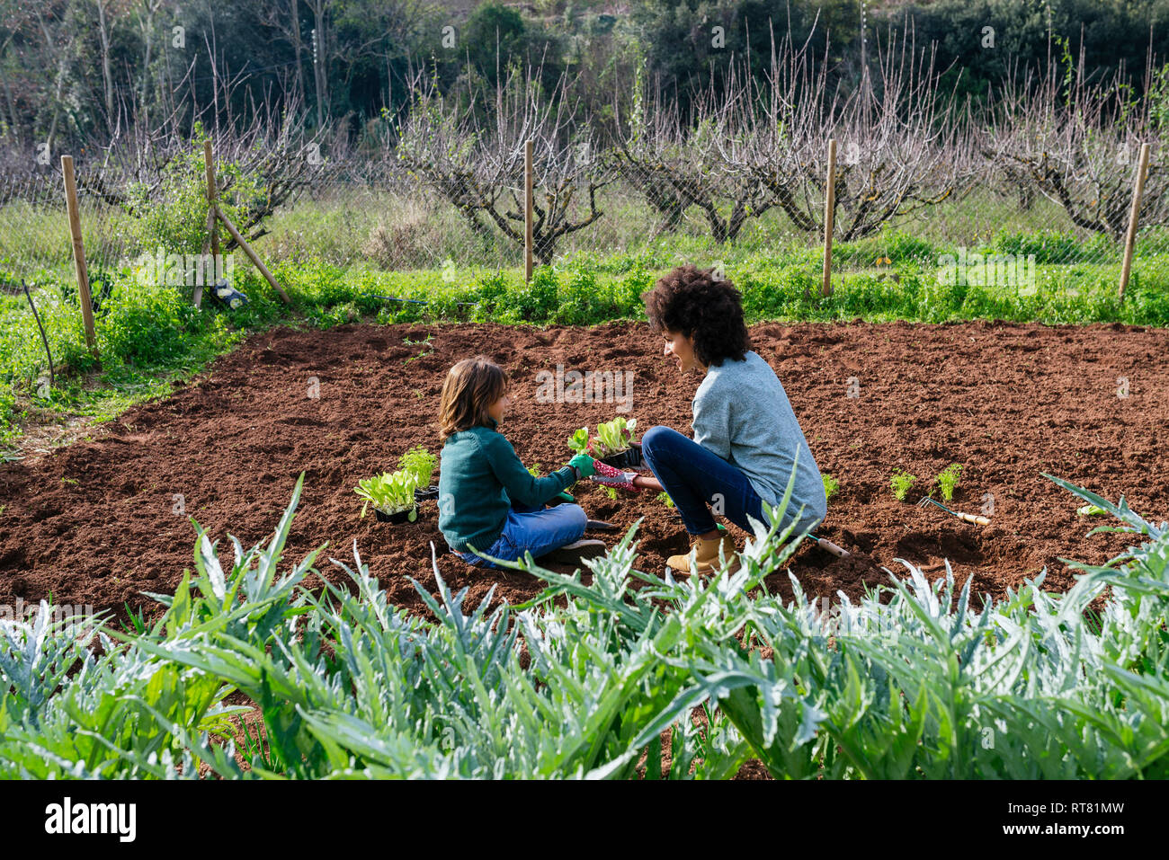 Mother and son planting lettuce seedlings in vegetable garden Stock ...