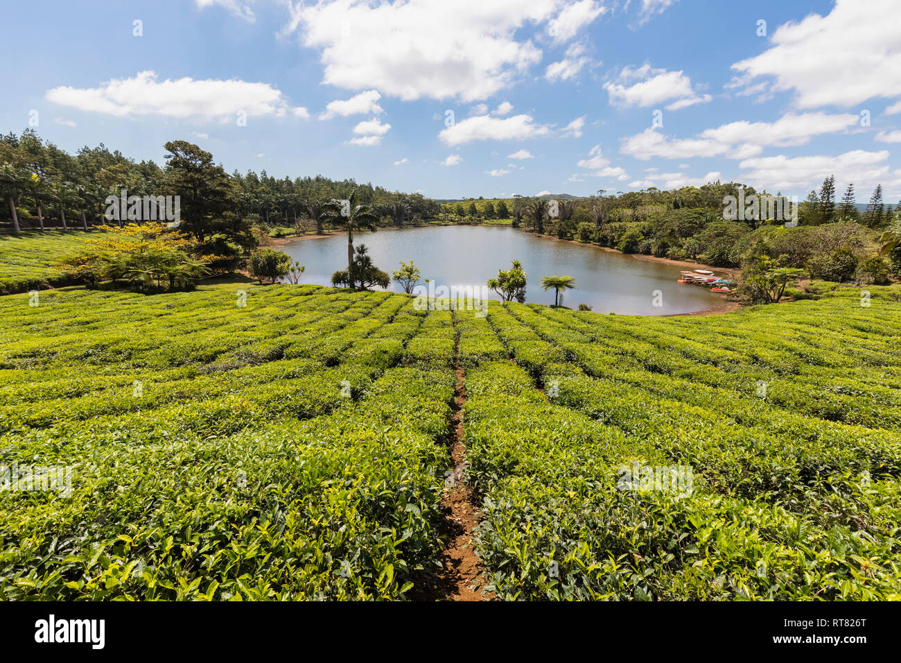 Mauritius, tea plantation Stock Photo - Alamy