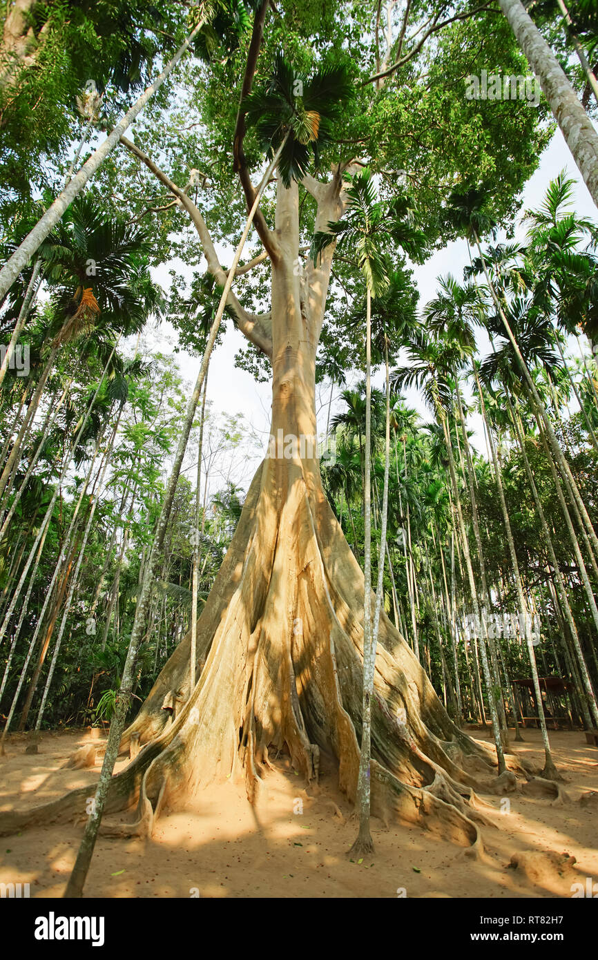 The famous giant tree many tourists visit in Uthai Thani, Thailand ...