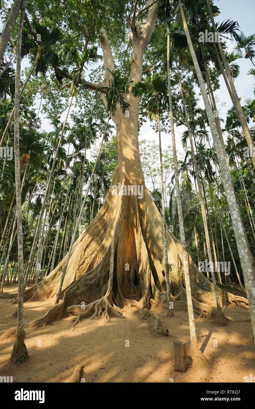 The famous giant tree many tourists visit in Uthai Thani, Thailand ...