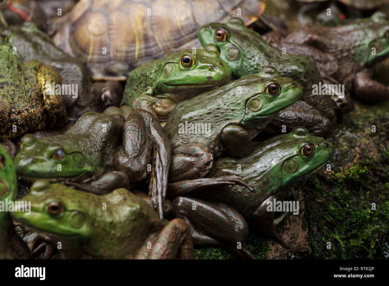 Army of frogs hi-res stock photography and images - Alamy