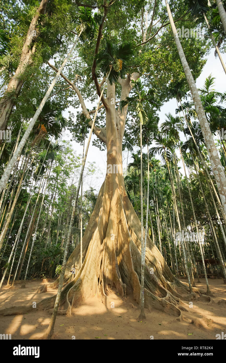 The famous giant tree many tourists visit in Uthai Thani, Thailand ...