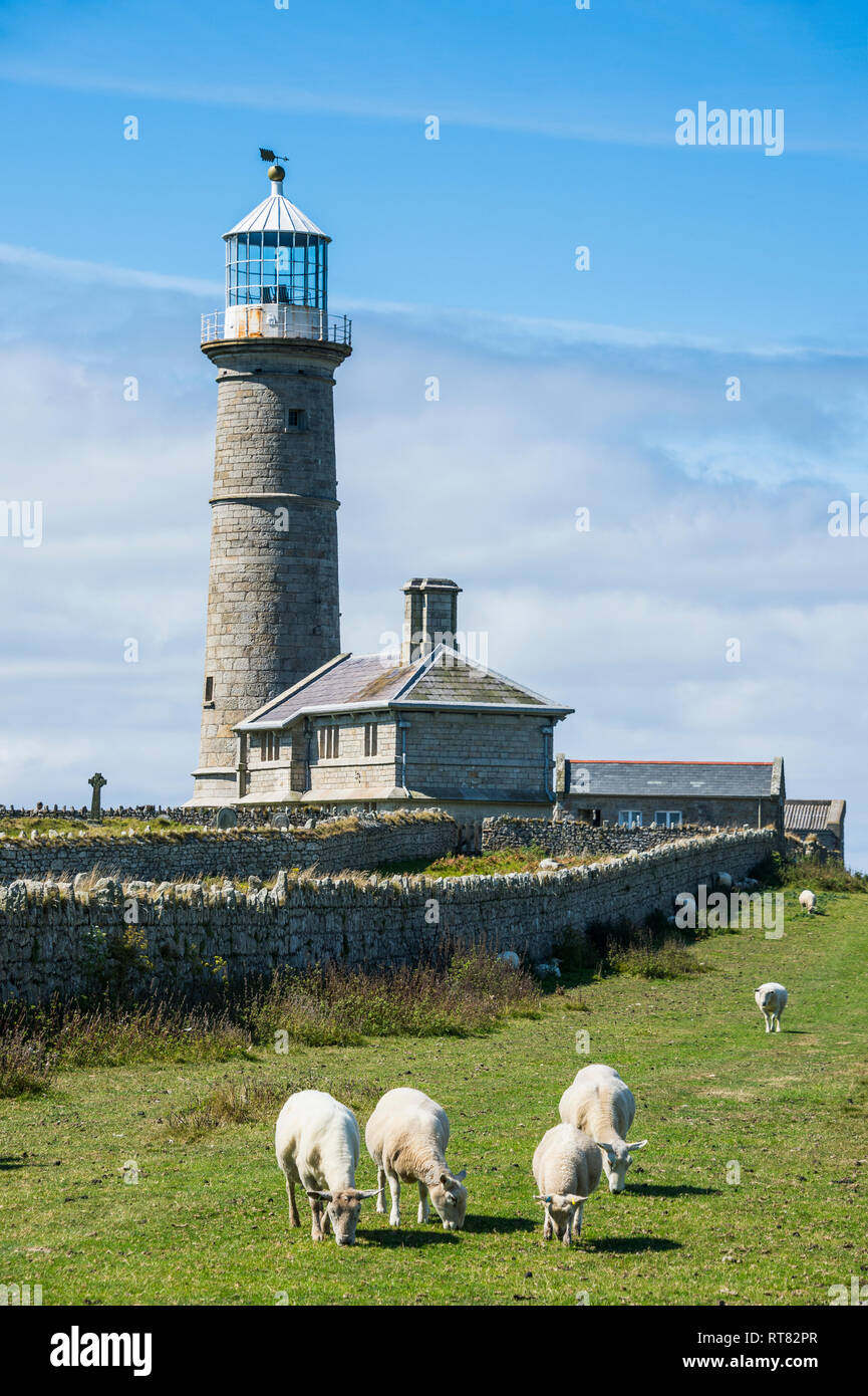 United Kingdom, England, Devon, Island of Lundy, Lighthouse and sheep ...