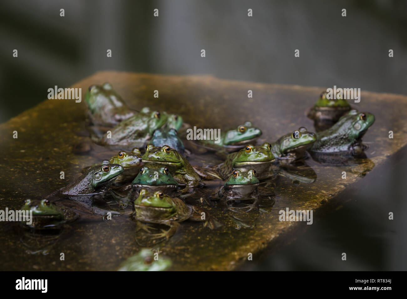 Army of frogs resting in a pond Stock Photo - Alamy