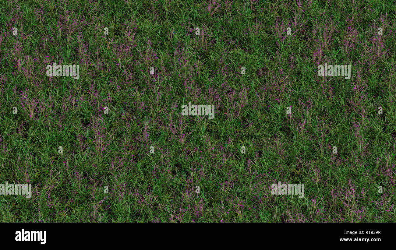 Lovegrass hi-res stock photography and images - Alamy