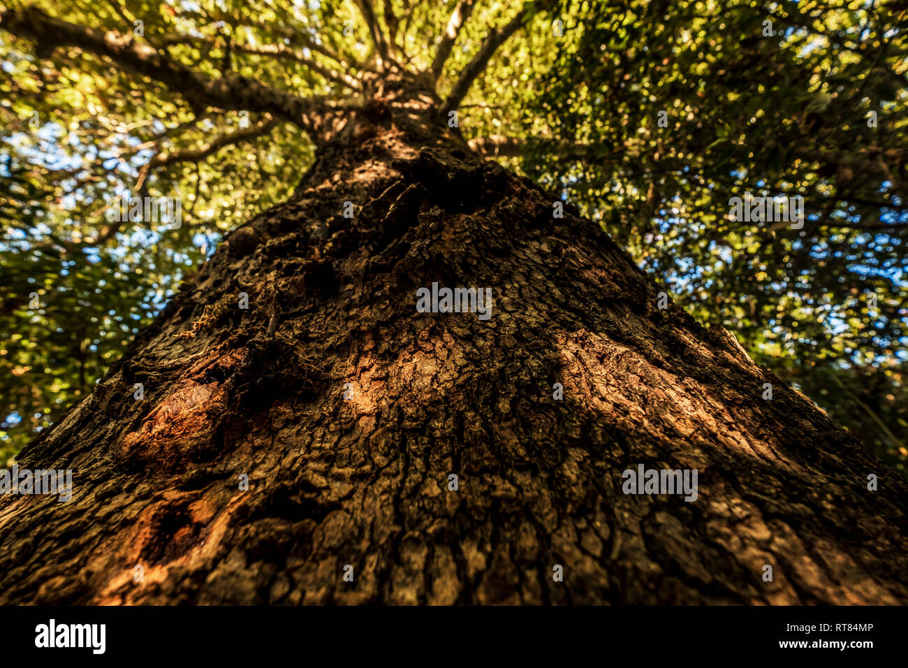 Dan river nature reserve, israel Stock Photo - Alamy