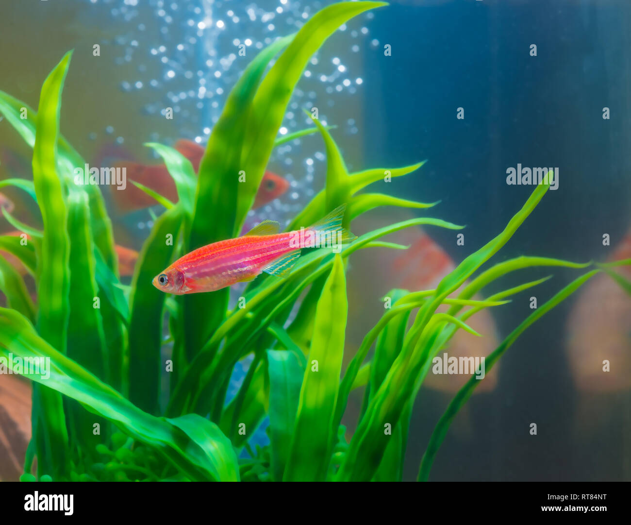 Little red fish with green plant in fish tank or aquarium underwater ...
