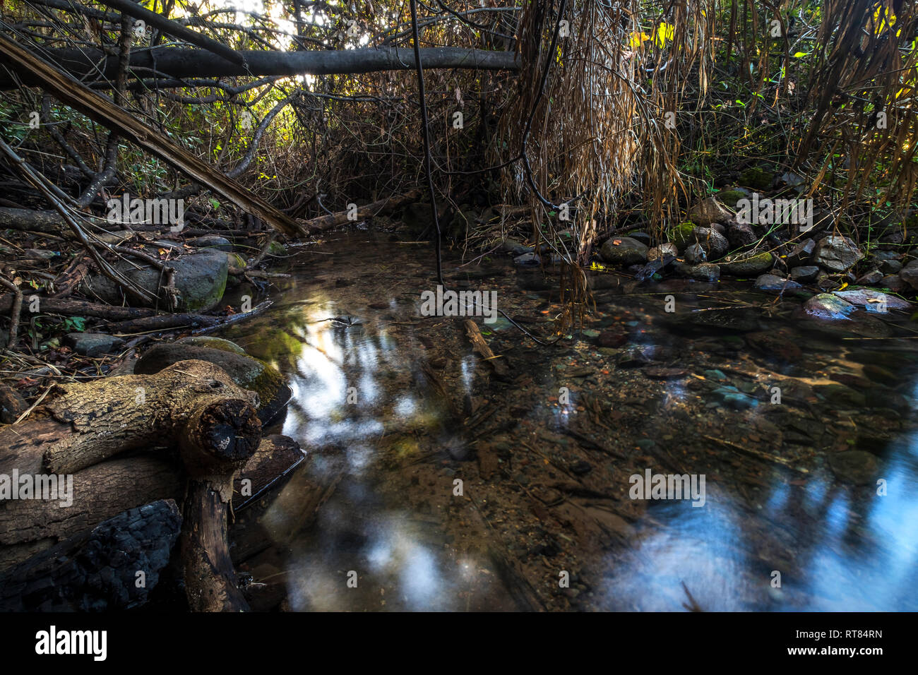 Dan river nature reserve, israel Stock Photo - Alamy