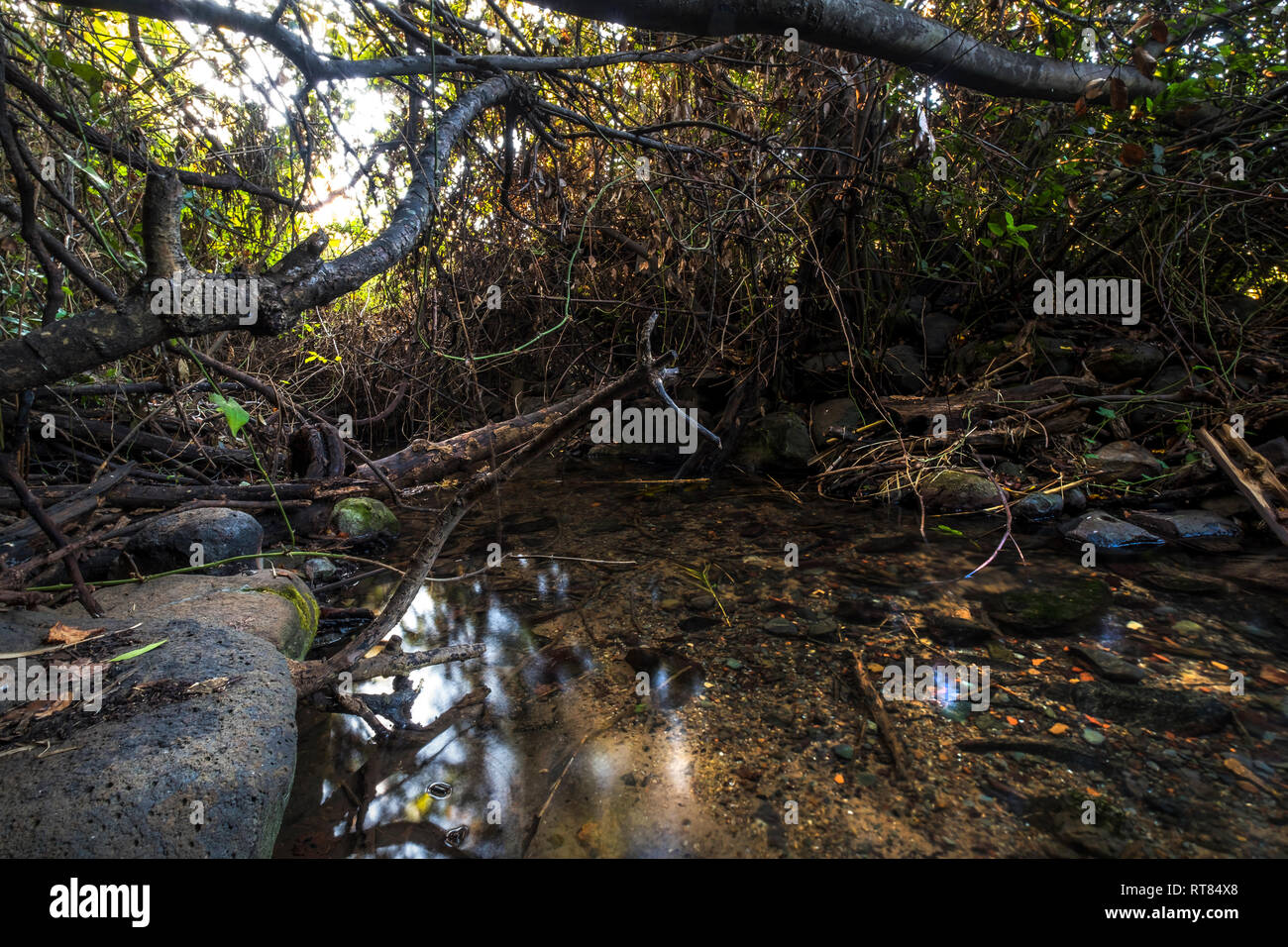 Dan river nature reserve, israel Stock Photo - Alamy
