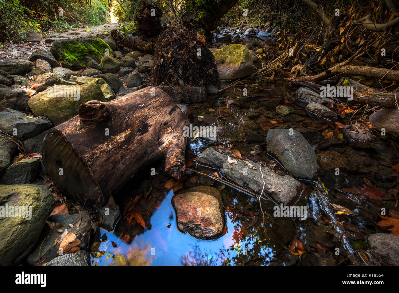 Dan river nature reserve, israel Stock Photo - Alamy