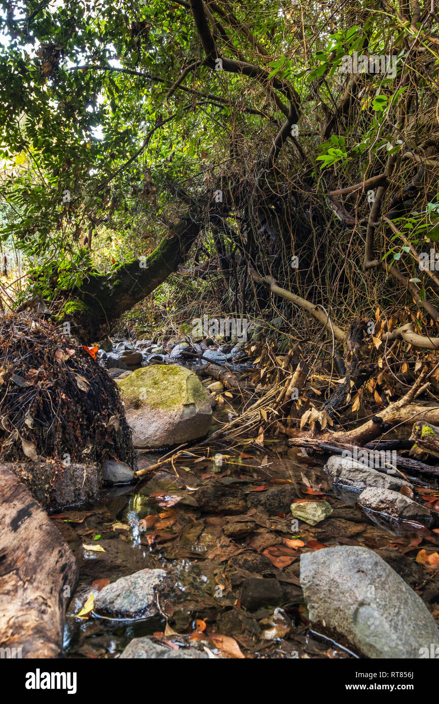 Dan river nature reserve, israel Stock Photo - Alamy