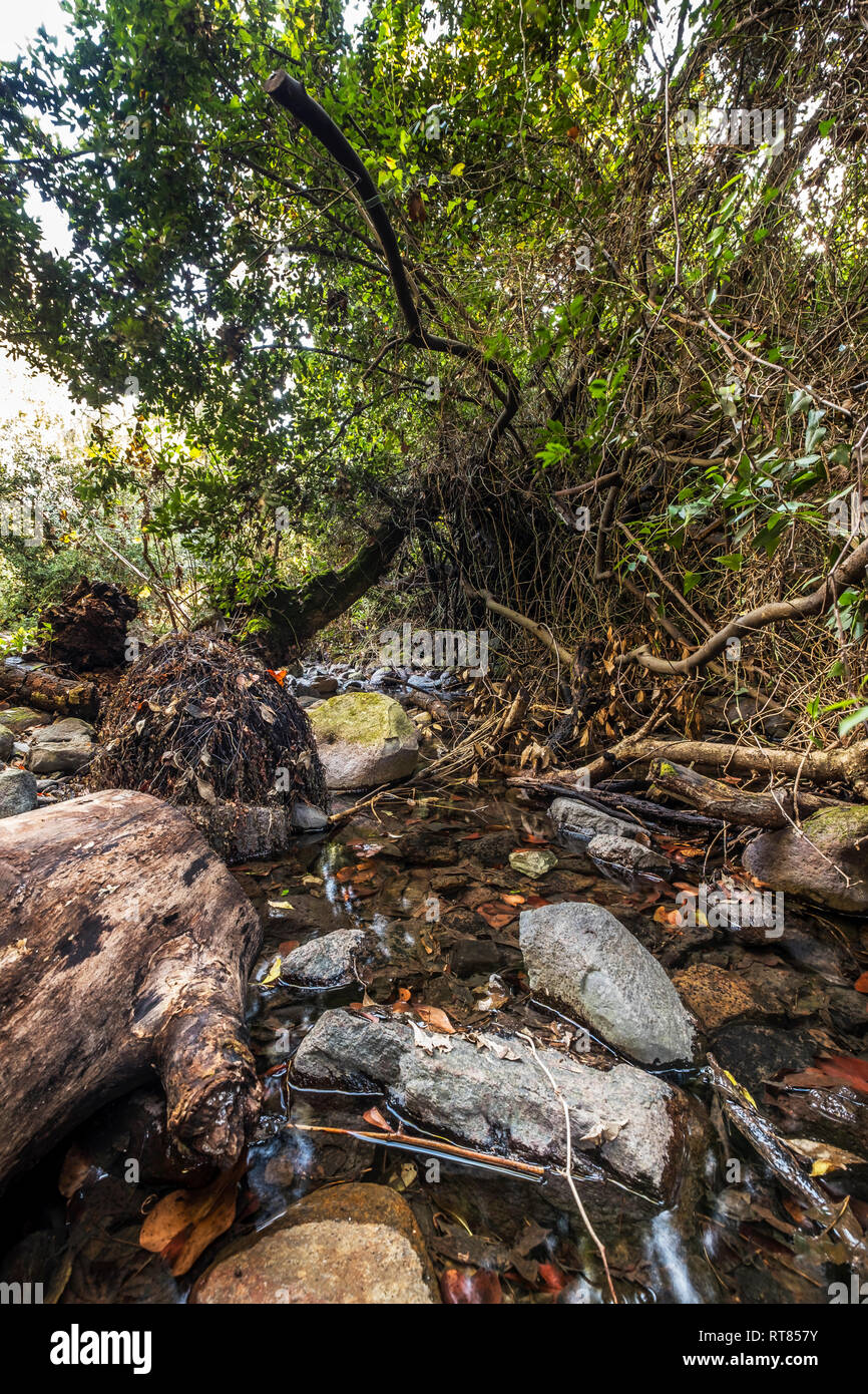 Dan river nature reserve, israel Stock Photo - Alamy