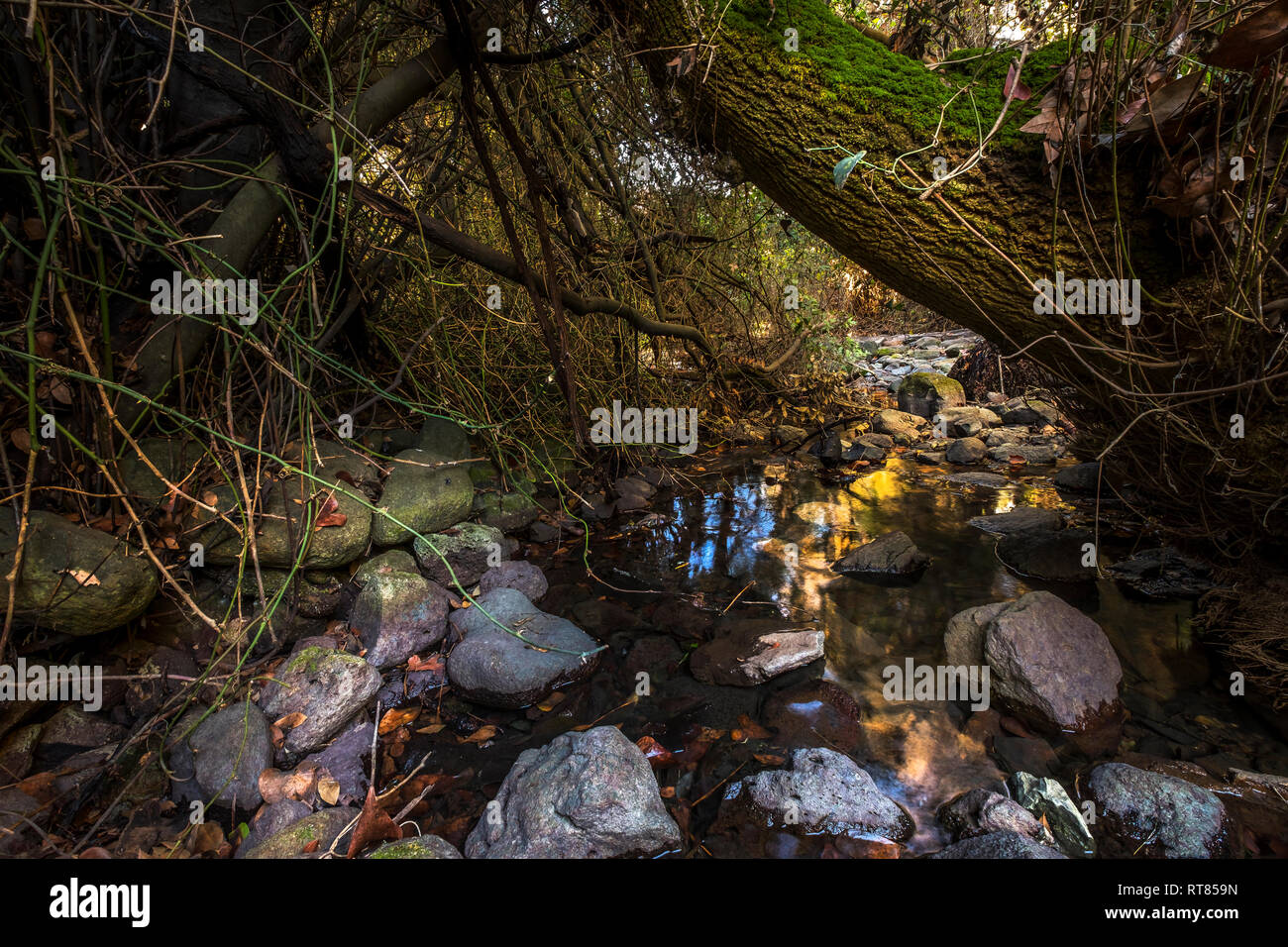 Dan river nature reserve, israel Stock Photo - Alamy
