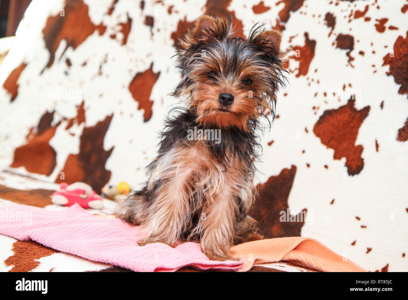 A cute young Yorkshire terrier girl is posing on the sofa Stock Photo ...