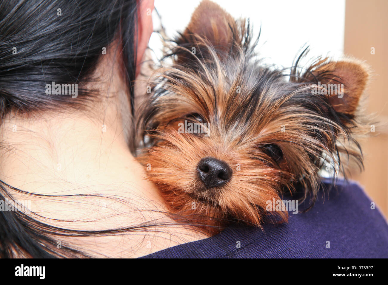 A cute young Yorkshire terrier girl is in the arms of the owner and ...