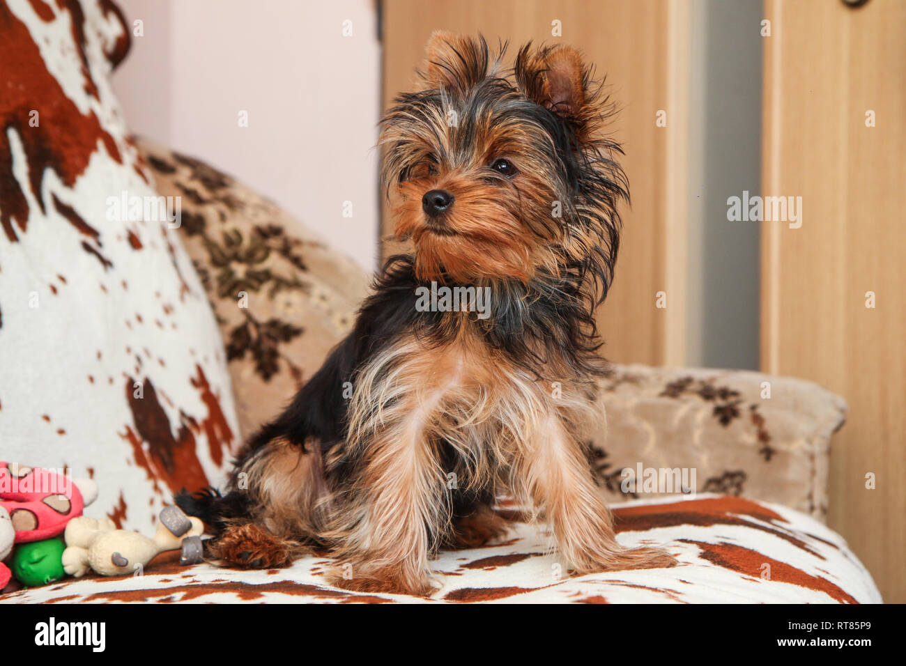 A cute young Yorkshire terrier girl is posing on the sofa Stock Photo ...
