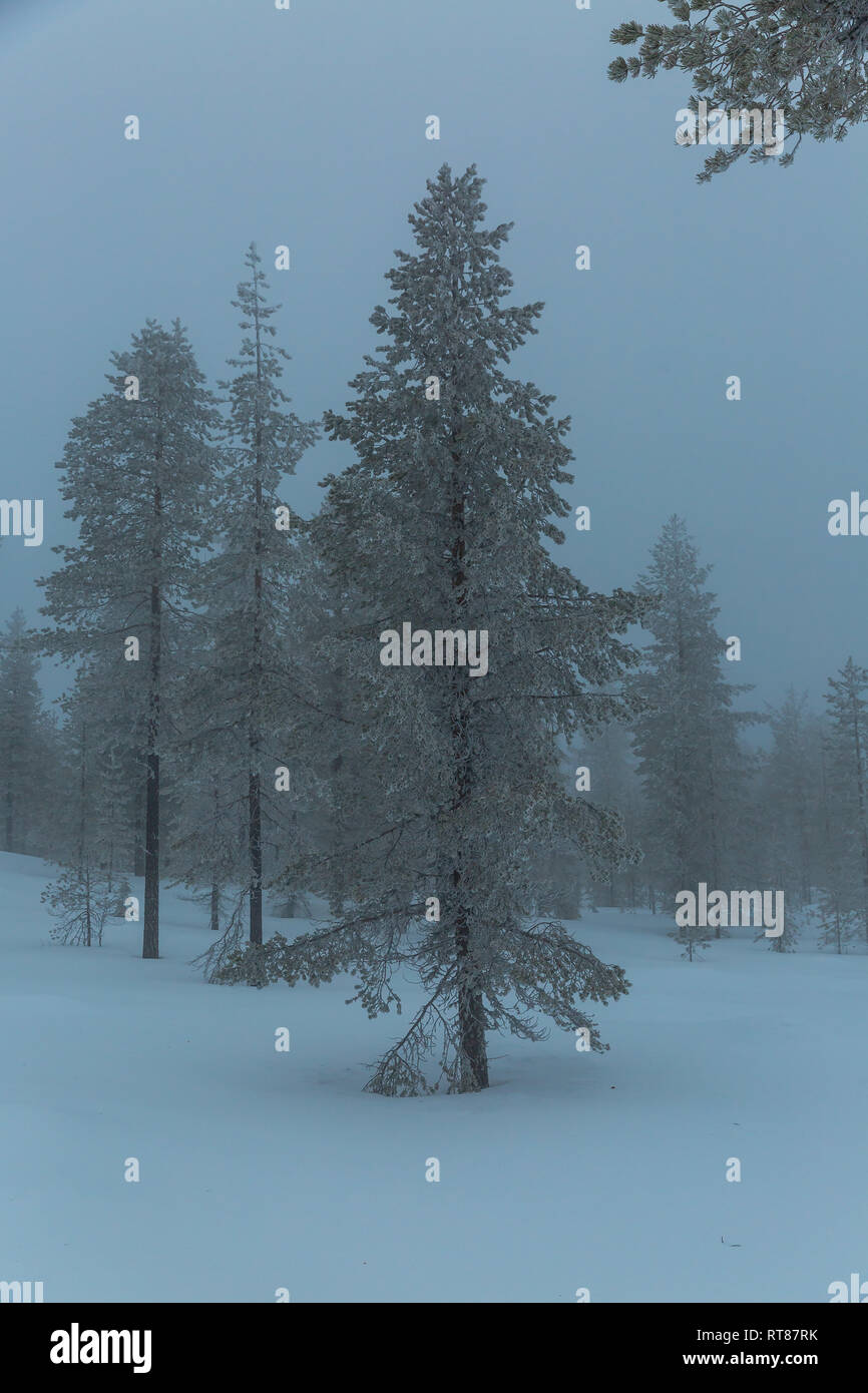 Winter trees in mist Stock Photo - Alamy