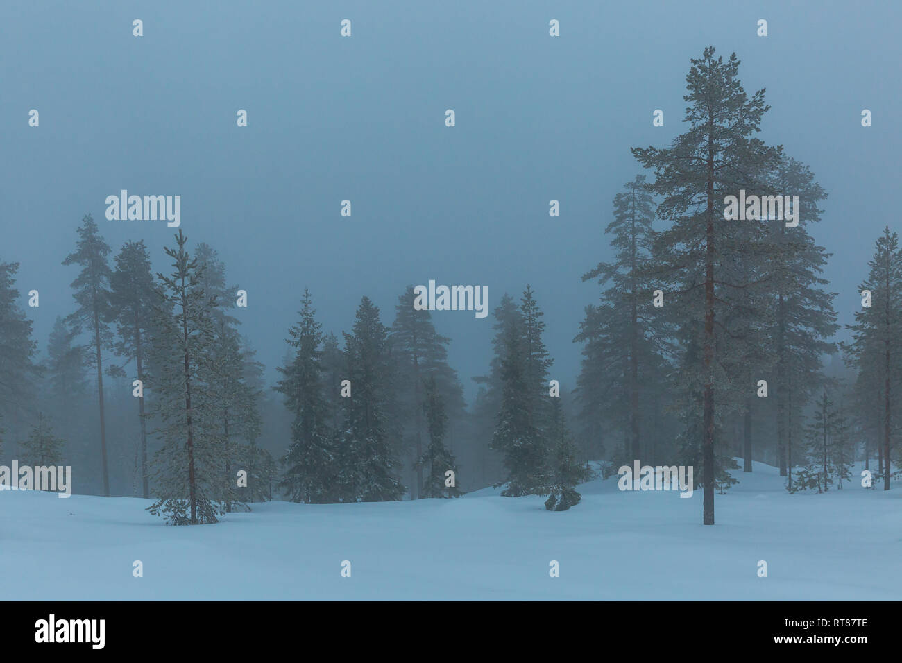 Winter trees in mist Stock Photo - Alamy