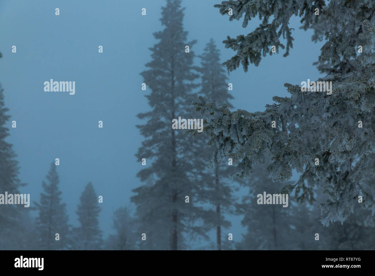 Winter trees in mist Stock Photo - Alamy