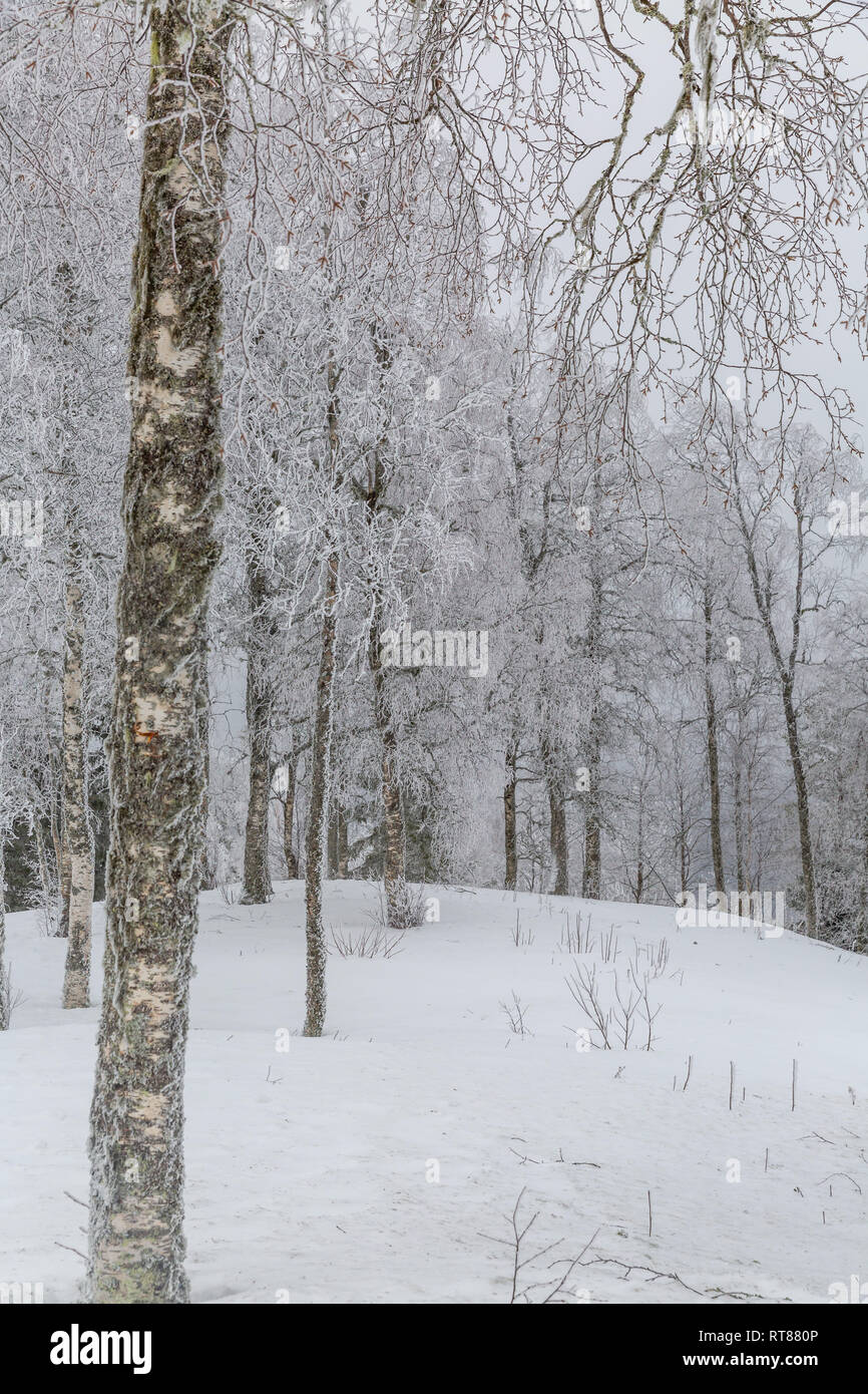 Winter trees in mist Stock Photo - Alamy