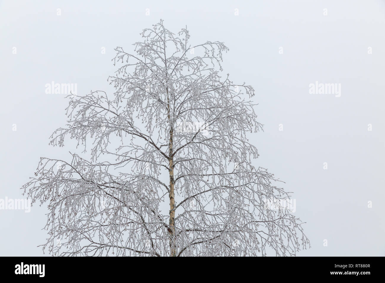 Winter trees in mist Stock Photo - Alamy